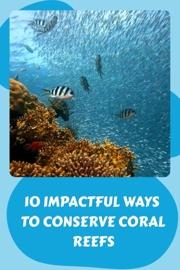 10 Impactful Ways to Conserve Coral Reefs