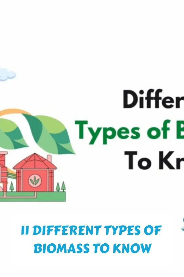 11 Different Types of Biomass To Know
