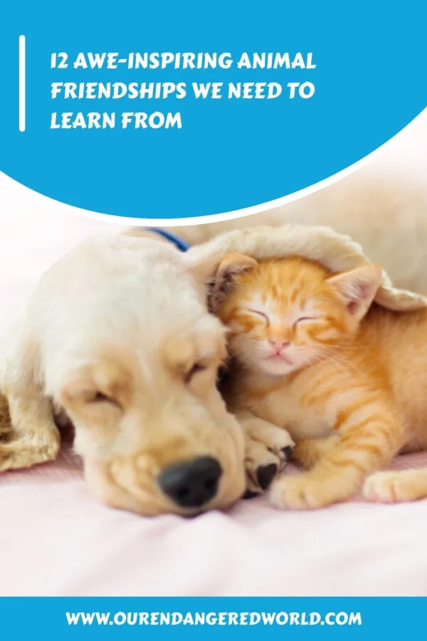 12 Awe-Inspiring Animal Friendships We Need to Learn From