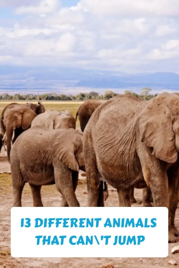 13 Different Animals That Can't Jump
