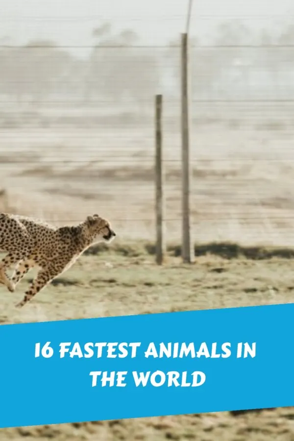 16 Fastest Animals in the World