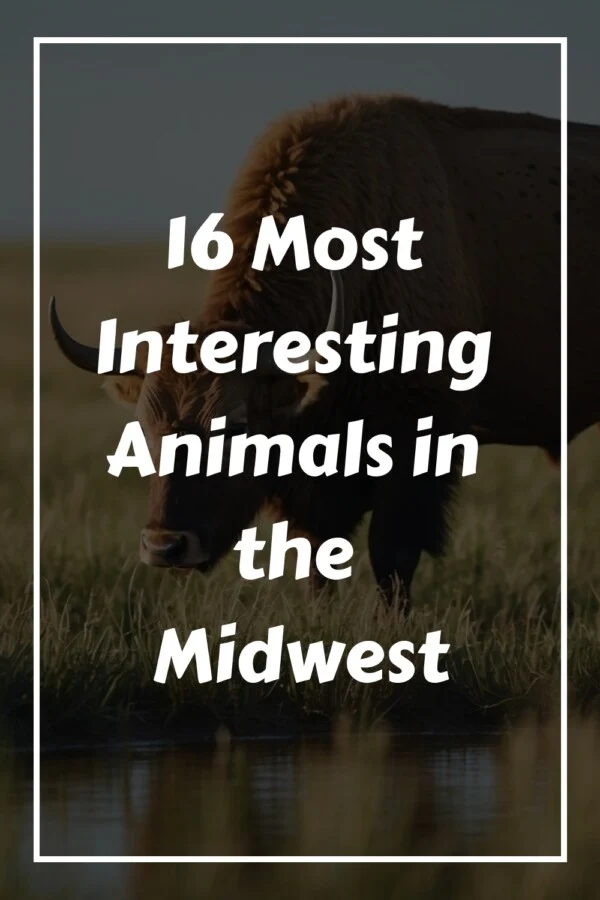 16 Most Interesting Animals in the Midwest