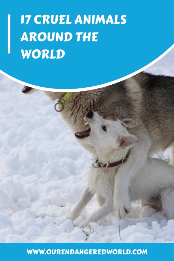 17 Cruel Animals Around the World