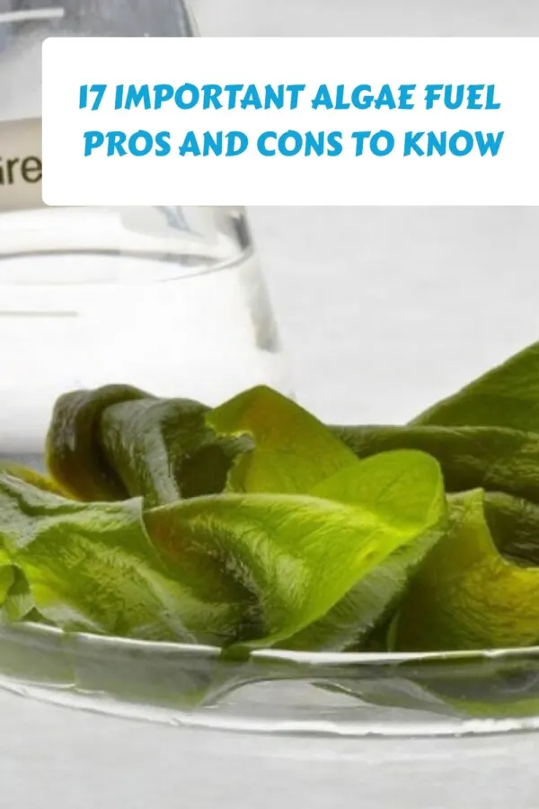 17 Important Algae Fuel Pros and Cons to Know