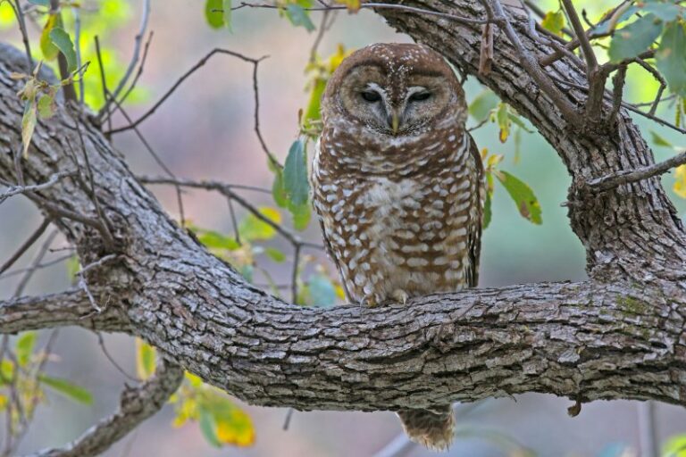 Mexican Spotted Owl: Why Is It Endangered?
