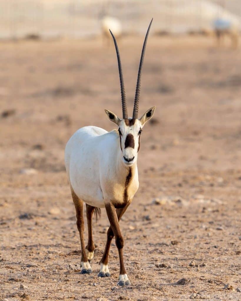 Common Beisa Oryx: History & Conservation Efforts