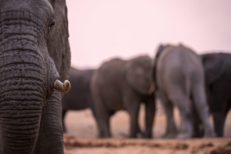 15 Interesting Facts About Elephants
