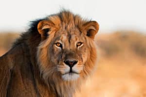6 Different Types of Lions Around the World