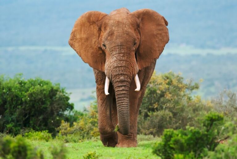 African Elephant: Is This Species Endangered?