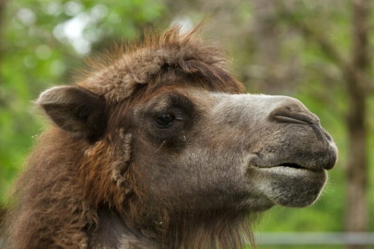 Wild Bactrian Camel: Is This Animal Endangered?