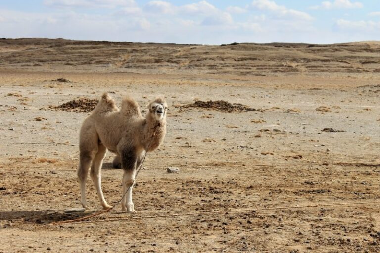 Wild Bactrian Camel: Is This Animal Endangered?