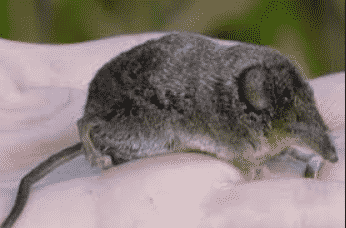 Endangered Species in California You Need to Know