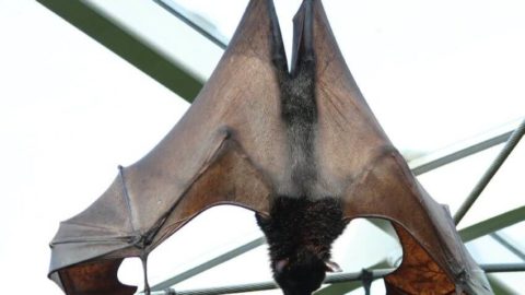 Panay Monitor Lizard (Varanus mabitang): A Species Profile