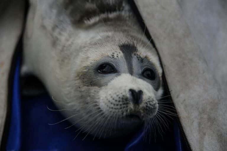 Caspian Seal: Why Is It Endangered?