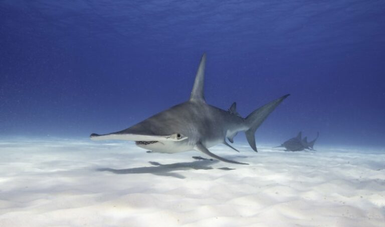 Great Hammerhead Shark