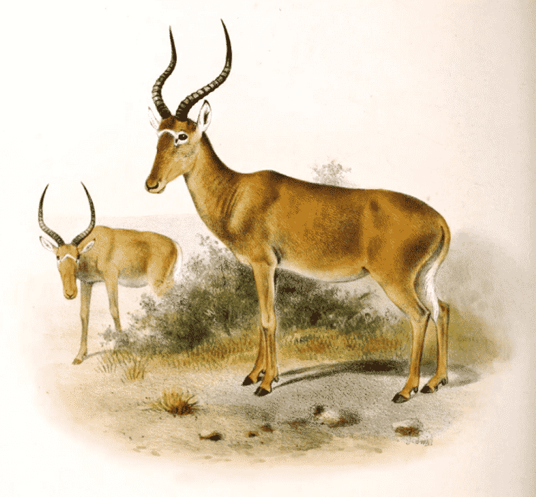 Hirola Antelope: Why Is It Endangered?