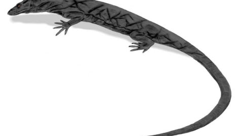 Bulmer's Fruit Bat: Why is it Endangered?