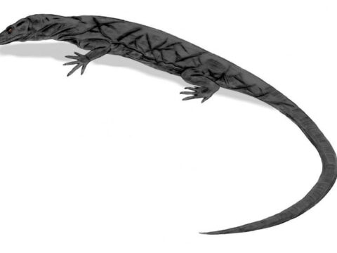 African Lion: Is This Animal Endangered?