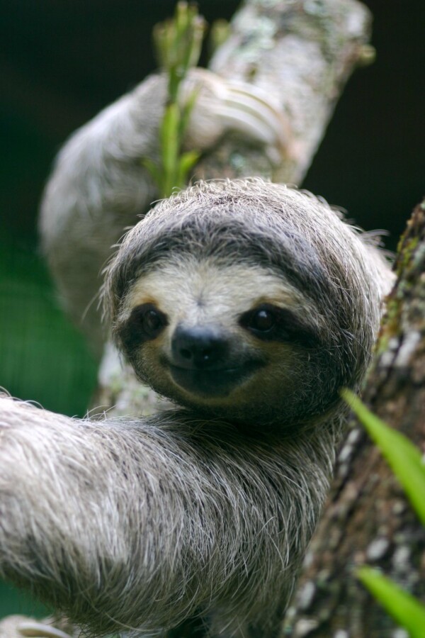 Pygmy Three-Toed Sloth