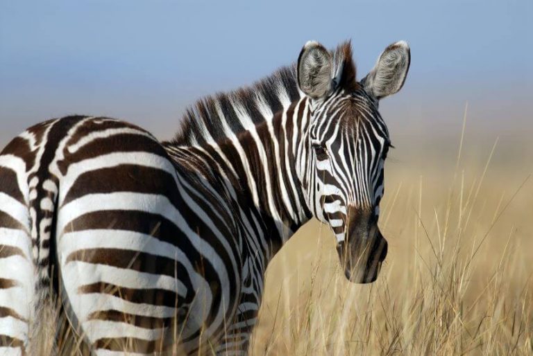 The Most Fascinating Animals with Stripes: A Complete Guide