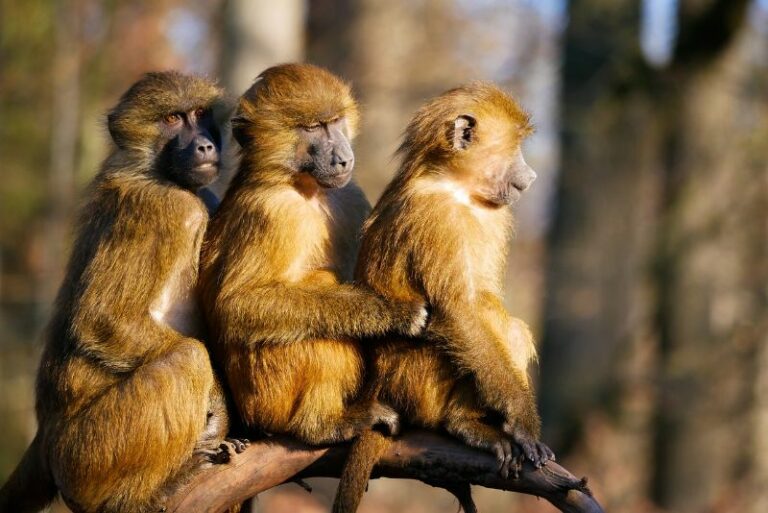 13 Types of Monkeys from Around the World