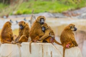 Monkeys with Red Butts: A Study of Their Unique Adaptations