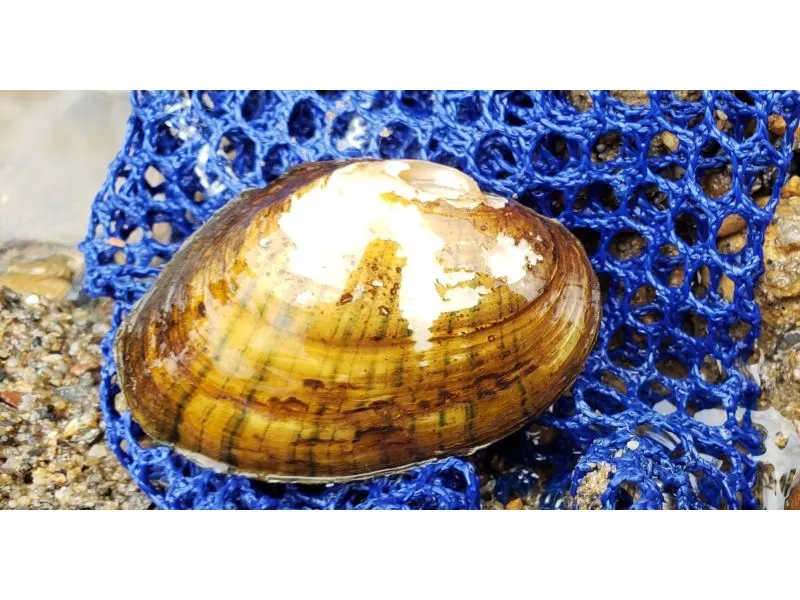 33 Most Threatened and Endangered Species in Florida (2024)