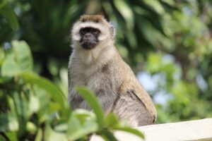 Discover the Fascinating World of Albino Monkeys: Rare White Primates