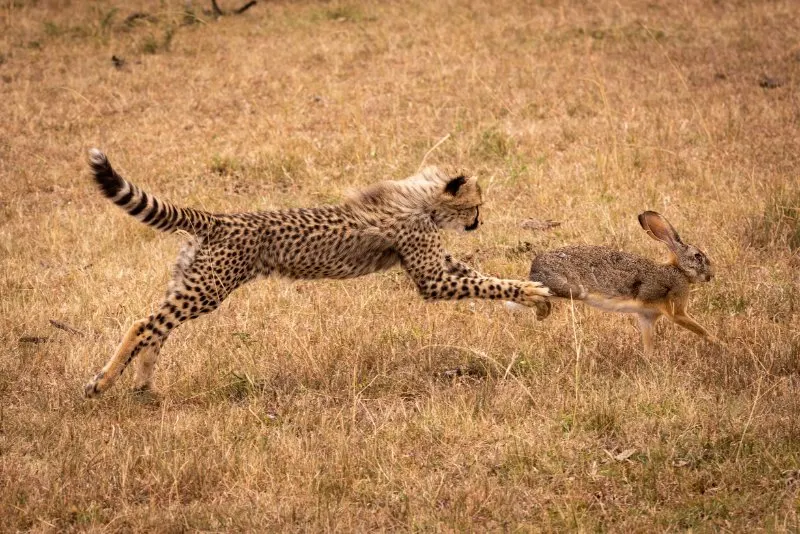 Do Lions Eat Cheetahs? Here's What to Know