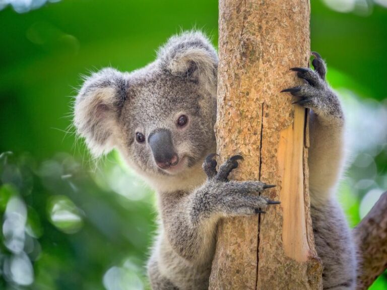 Koala: Why Is It Endangered?