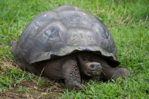 Galapagos Giant Tortoise: Is This Animal Endangered?