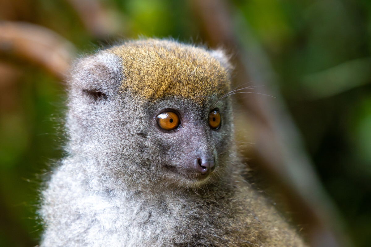 Greater Bamboo Lemur: Why Is It Endangered?