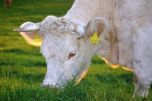 Are Cows Friendly? Here's The Truth About Their Behavior