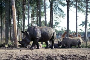 Black Rhino: Why Is It Endangered?
