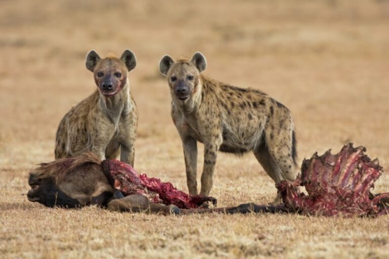Spotted Hyena: Why is it Endangered?