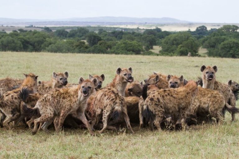 Spotted Hyena: Why is it Endangered?