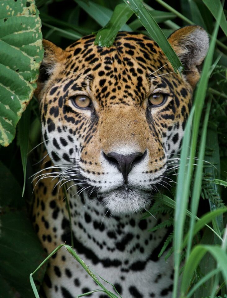 Jaguar: Is This Animal Endangered?