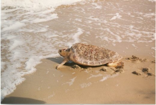Loggerhead Sea Turtle: Why Is It Endangered?