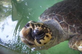 Loggerhead Sea Turtle: Why Is It Endangered?
