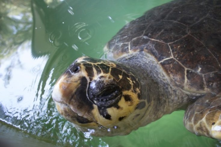 Loggerhead Sea Turtle: Why Is It Endangered?