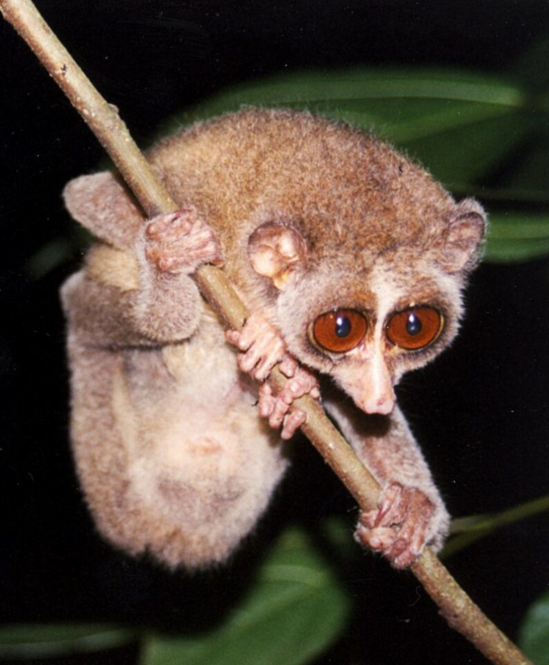 Red Slender Loris: Is It Endangered?