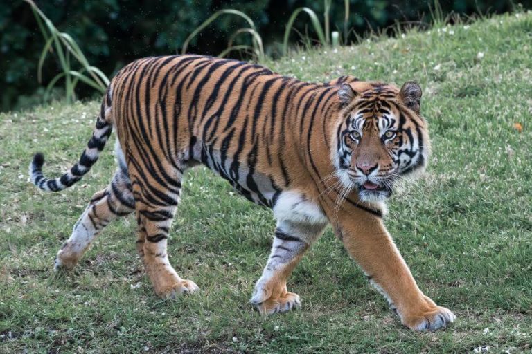 Bengal Tiger: Why Is It Endangered?
