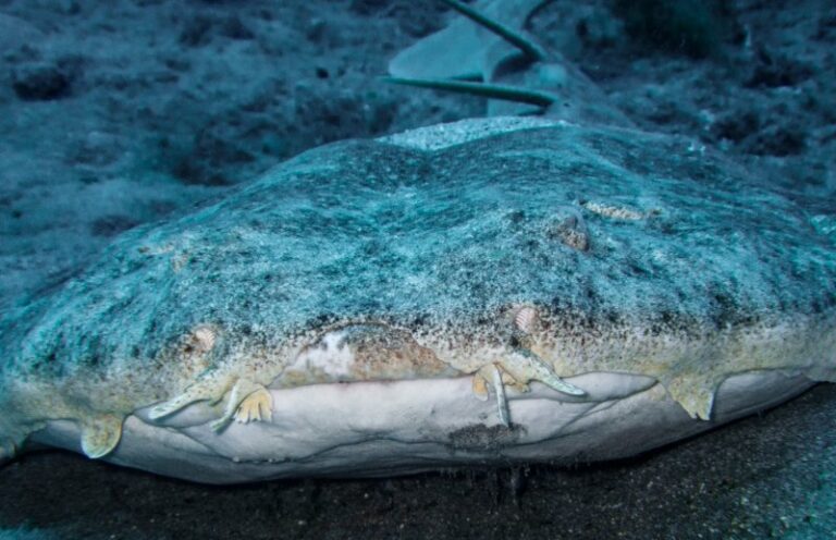 Angel Shark: Why Is It Endangered?