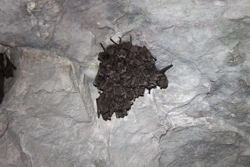 Indiana Bat: Why Is It Endangered?