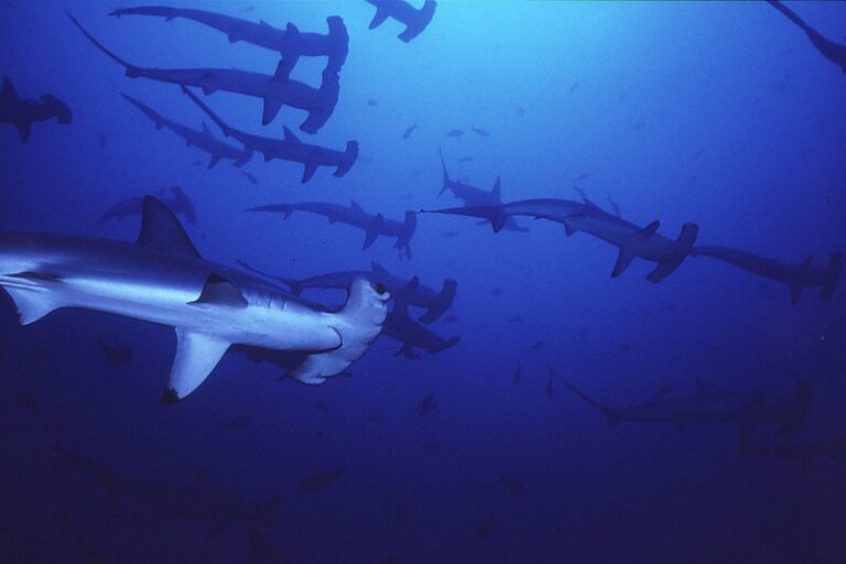 Scalloped Hammerhead: Why Is It Endangered?