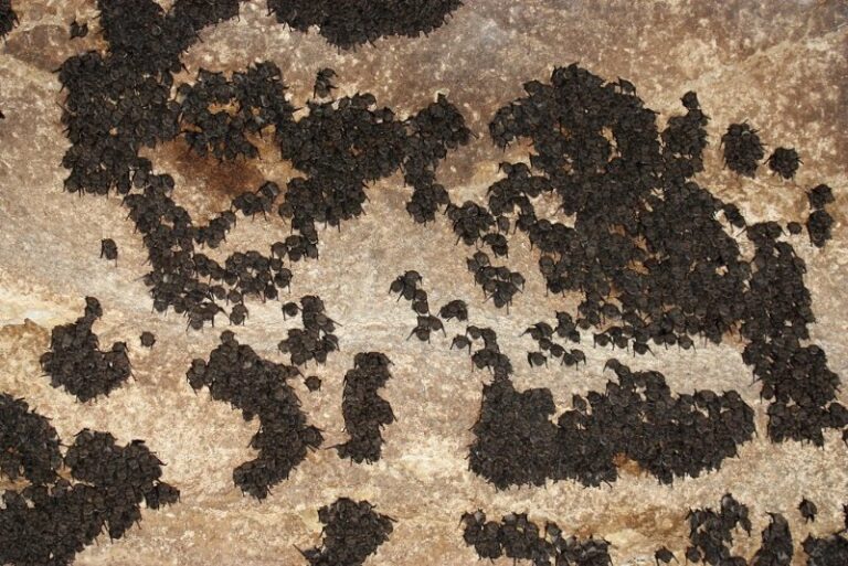 Indiana Bat: Why Is It Endangered?