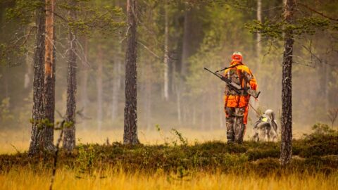 Red Panda: Why Is it Endangered?