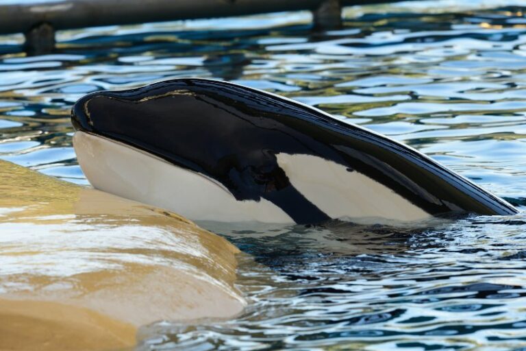 Killer Whale: Is This Animal Endangered?