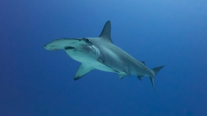 Scalloped Hammerhead: Why Is It Endangered?