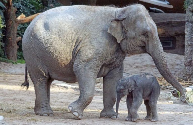 Asian Elephant: Why Is It Endangered?